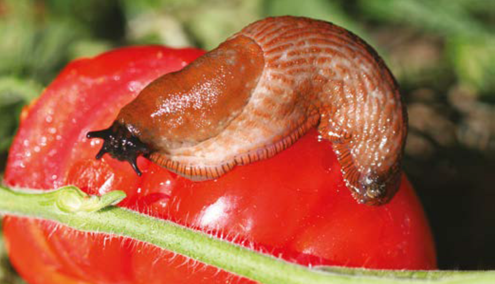 Integrated slug control | The Farming Forum