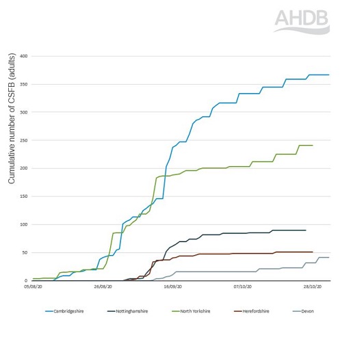 Cabbage stem flea beetle (CSFB) and its management in oilseed rape | AHDB