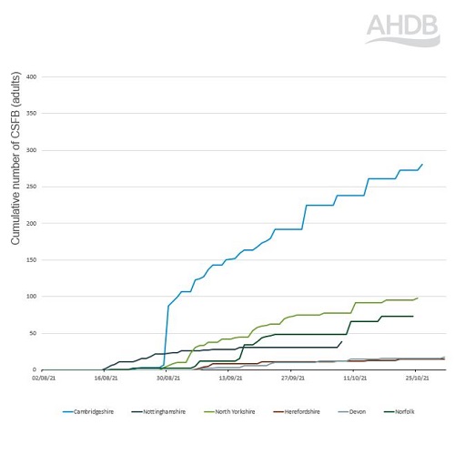 Cabbage stem flea beetle (CSFB) and its management in oilseed rape | AHDB