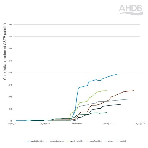 Cabbage stem flea beetle (CSFB) and its management in oilseed rape | AHDB