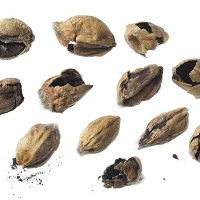 Inspecting grain for defects and impurities | AHDB