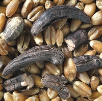 Inspecting grain for defects and impurities | AHDB