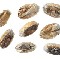 Inspecting grain for defects and impurities | AHDB