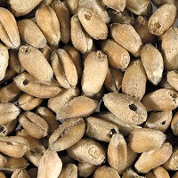 Inspecting grain for defects and impurities | AHDB