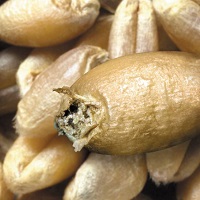 Inspecting grain for defects and impurities | AHDB