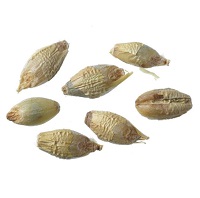 Inspecting grain for defects and impurities | AHDB