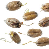 Inspecting grain for defects and impurities | AHDB