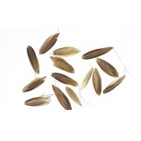 Inspecting grain for defects and impurities | AHDB