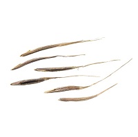 Inspecting grain for defects and impurities | AHDB