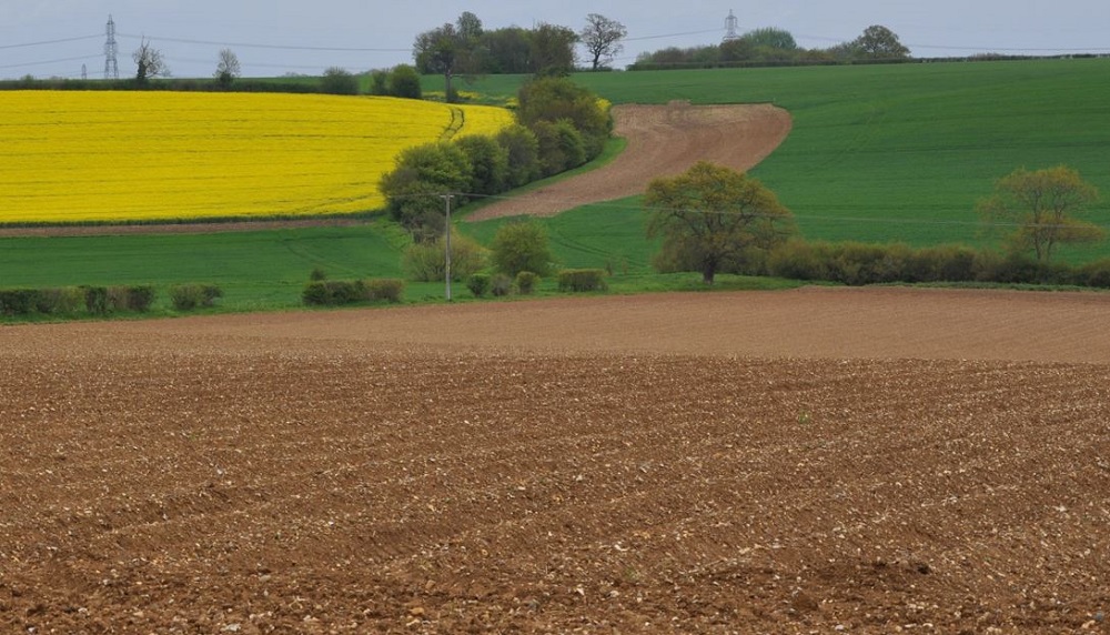 An introduction to the arable weed seedbank | AHDB