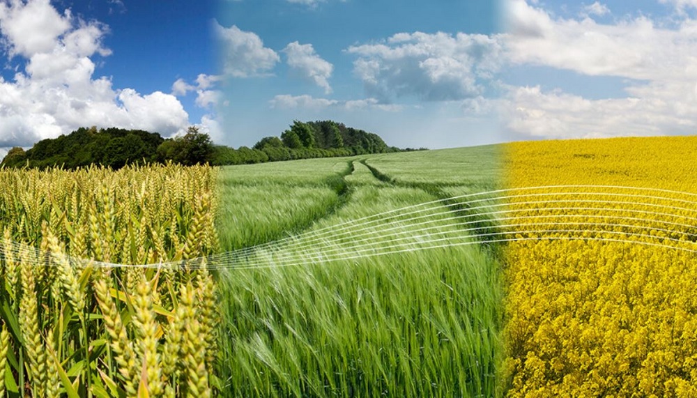A montage of arable crops growing in the field | AHDB