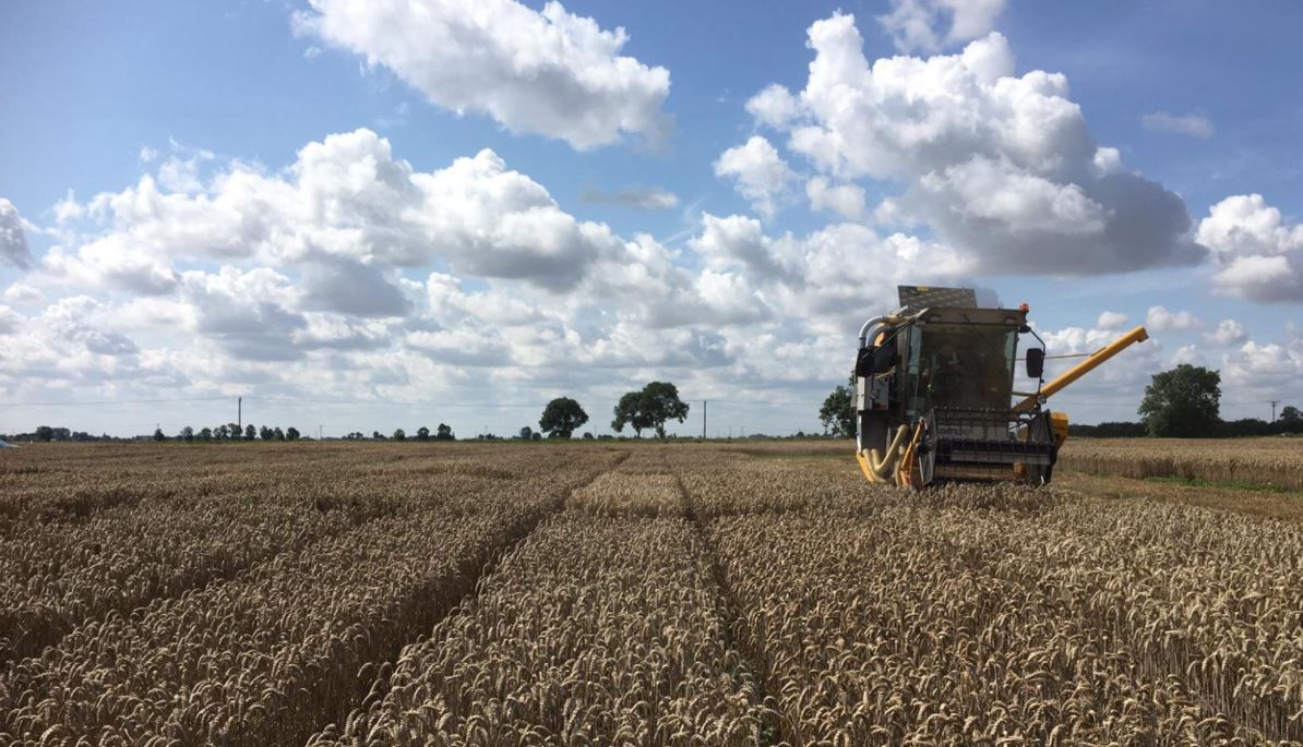 Recommended Lists for cereals and oilseeds (RL) | AHDB
