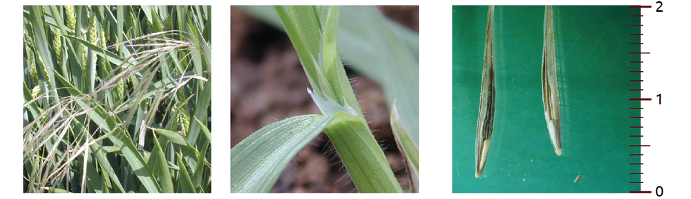 Arable weeds: Which brome species is in your field? | AHDB