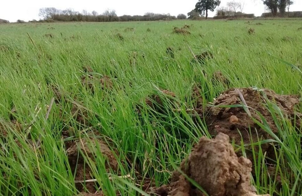 How to manage black-grass in arable crops | AHDB