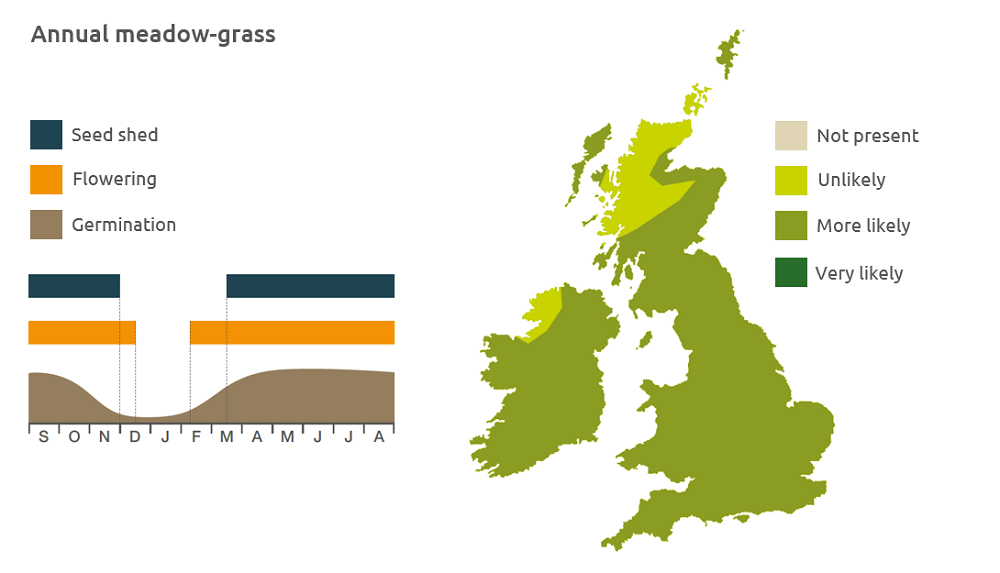 Distribution and biology of annual meadow-grass in the UK | AHDB