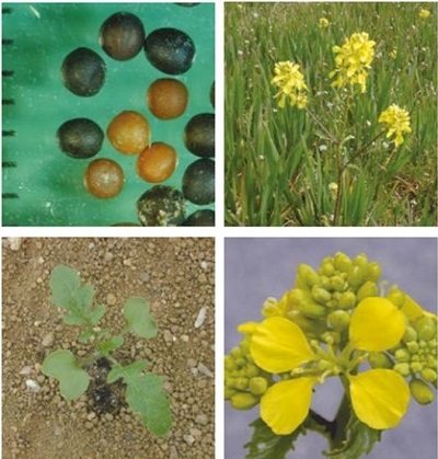 Distribution and biology of charlock in the UK | AHDB