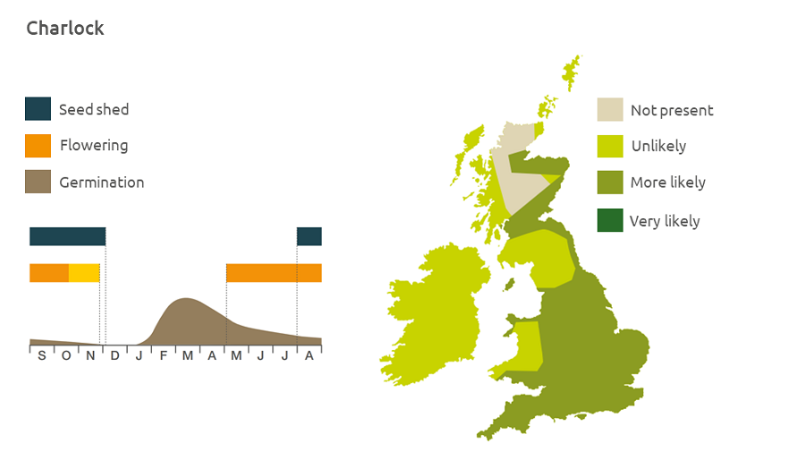 Distribution and biology of charlock in the UK | AHDB