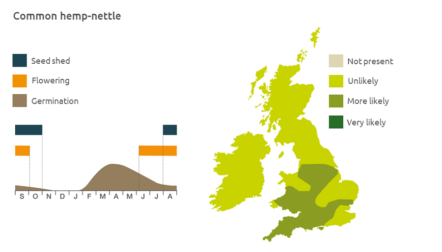 Distribution and biology of common hemp-nettle in the UK | AHDB