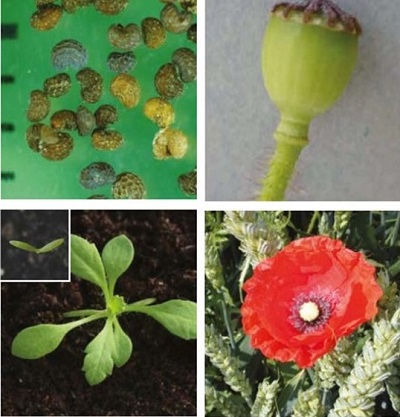 Distribution and biology of common poppy in the UK | AHDB