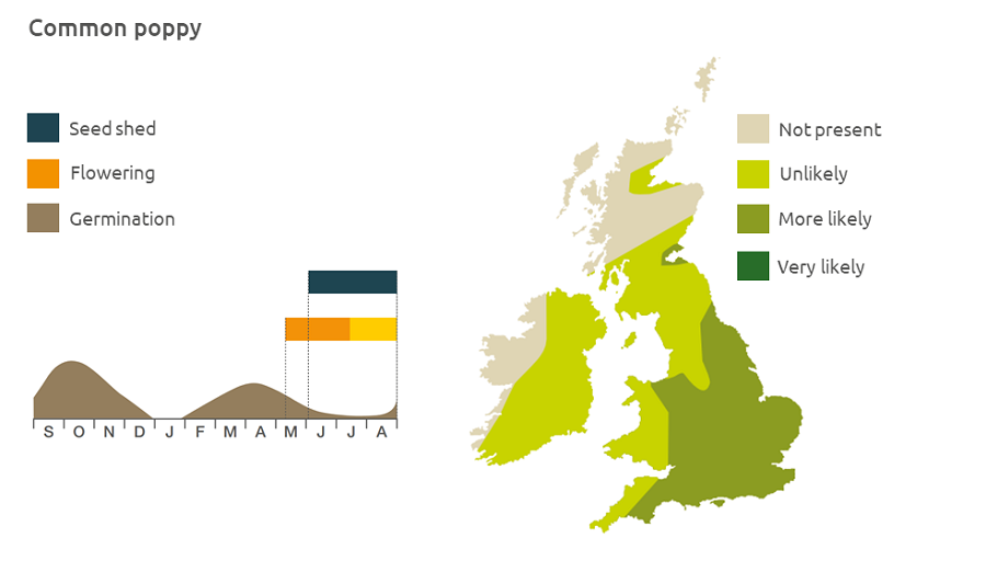 Distribution and biology of common poppy in the UK | AHDB