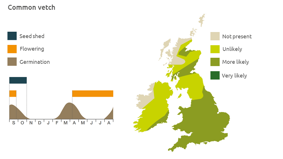 Distribution and biology of common vetch in the UK | AHDB