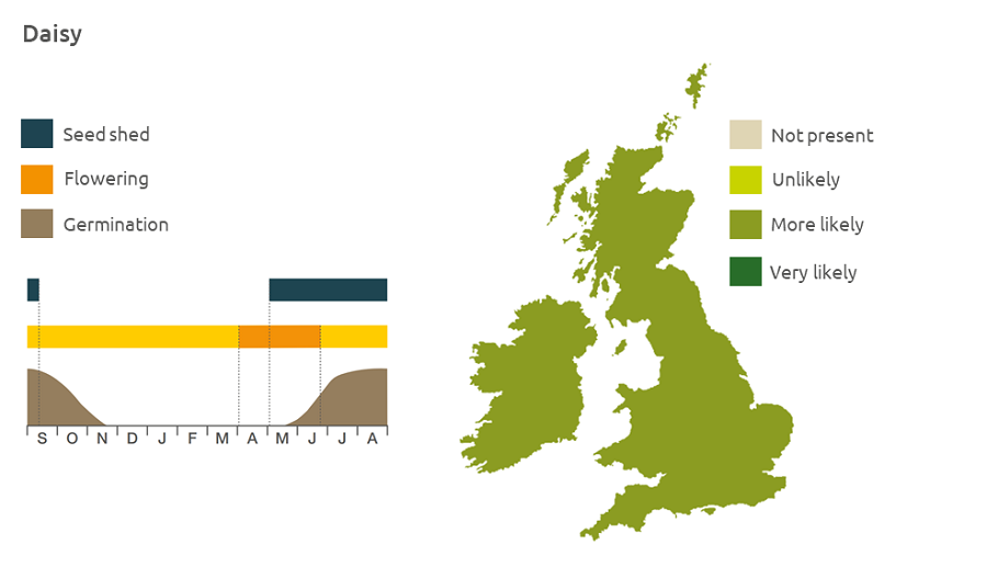 Distribution and biology of daisy in the UK | AHDB