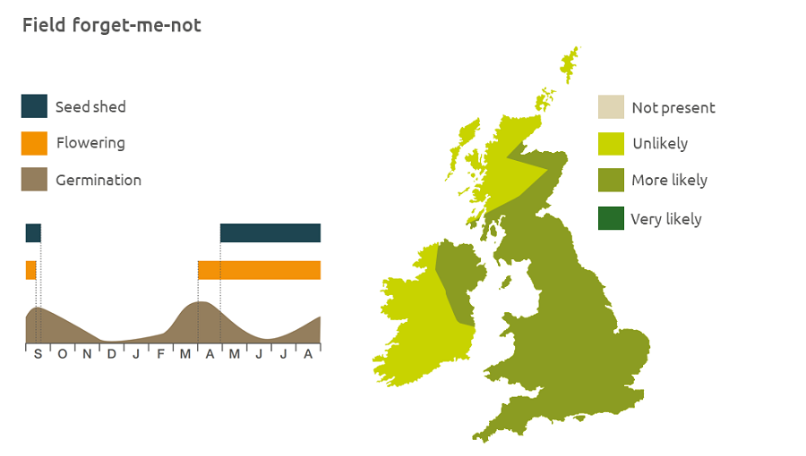 Distribution and biology of field forget-me-not in the UK | AHDB