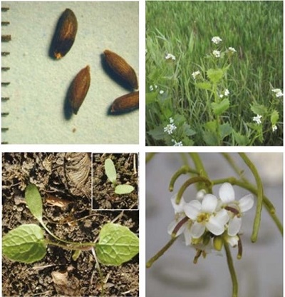 Distribution and biology of garlic mustard in the UK | AHDB