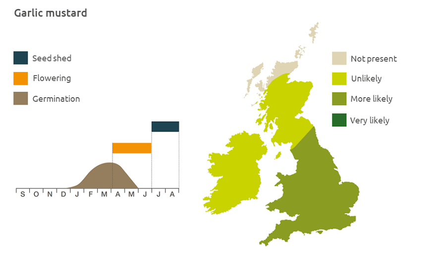 Distribution and biology of garlic mustard in the UK | AHDB