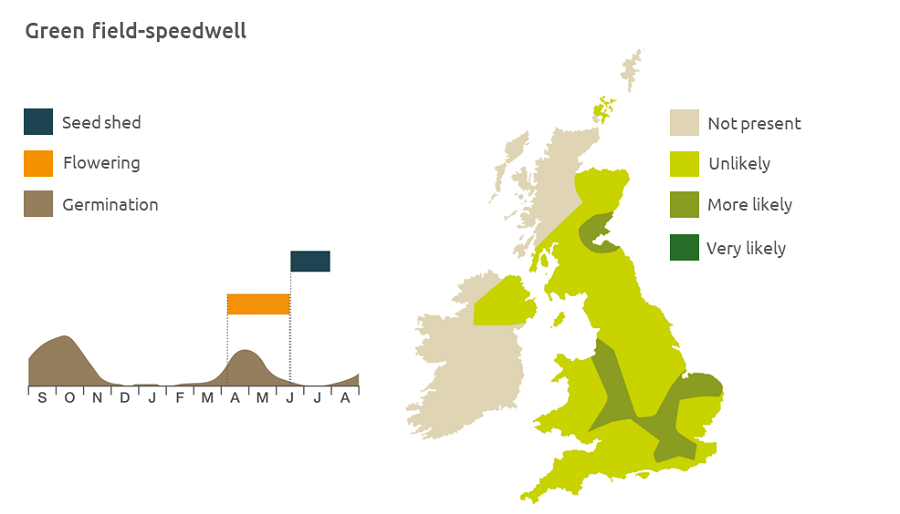 Distribution and biology of green field-speedwell in the UK | AHDB