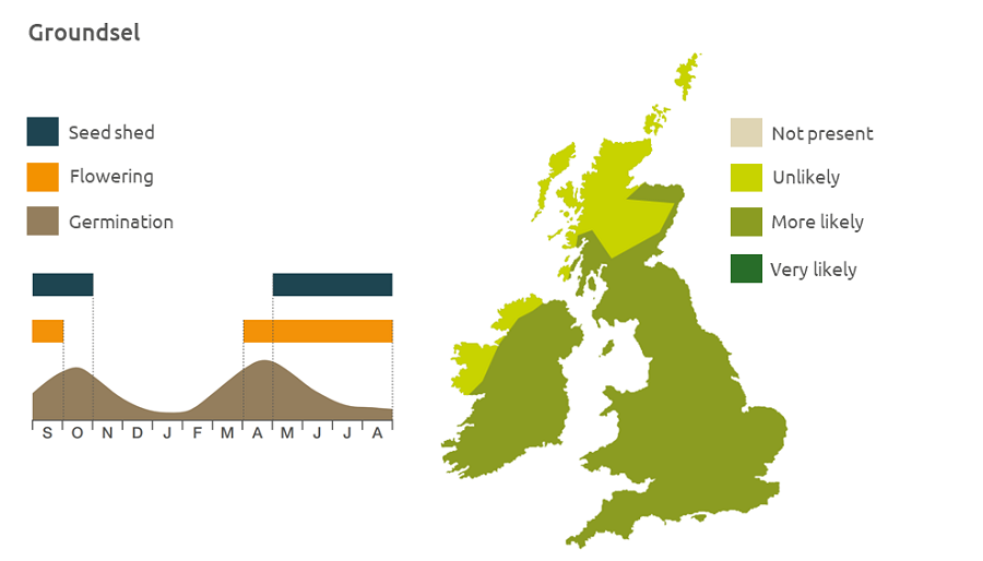 Distribution and biology of groundsel in the UK | AHDB