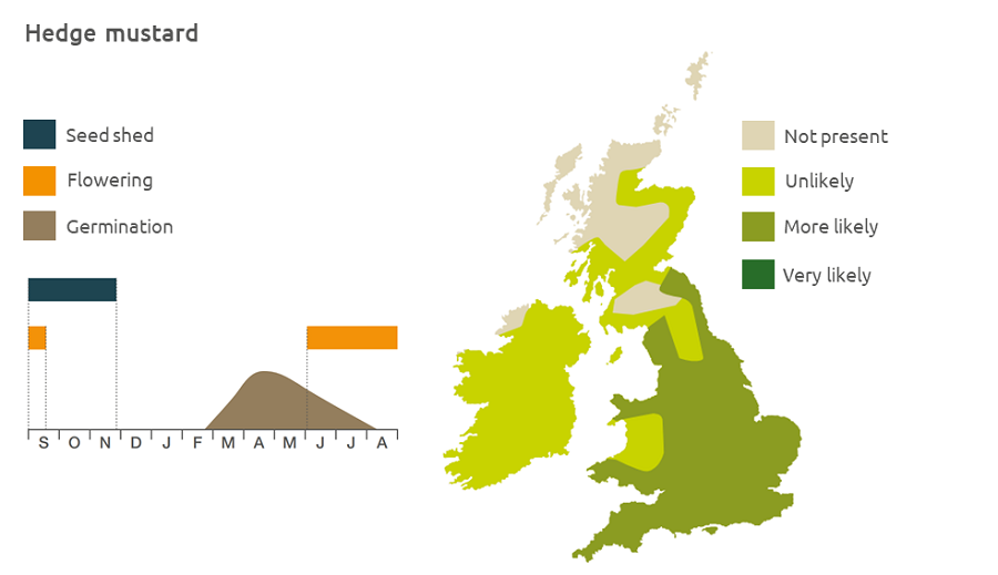 Distribution and biology of hedge mustard in the UK | AHDB