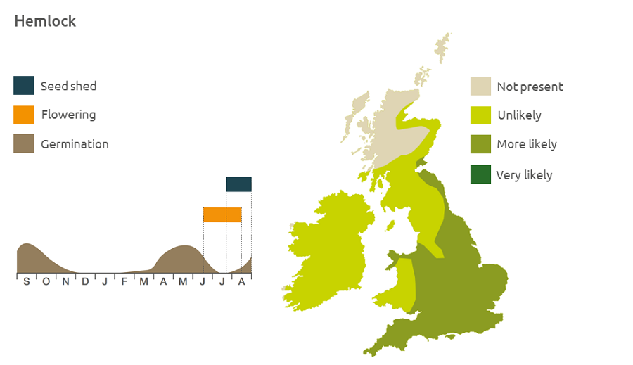 Distribution and biology of hemlock in the UK | AHDB