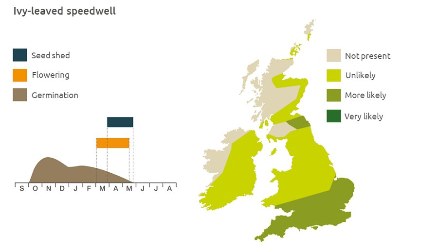 Distribution and biology of ivy-leaved speedwell in the UK | AHDB