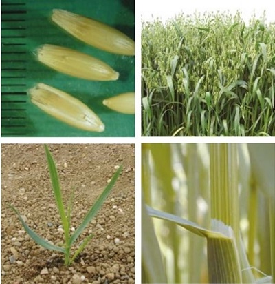 Distribution and biology of volunteer oat weeds in the UK | AHDB
