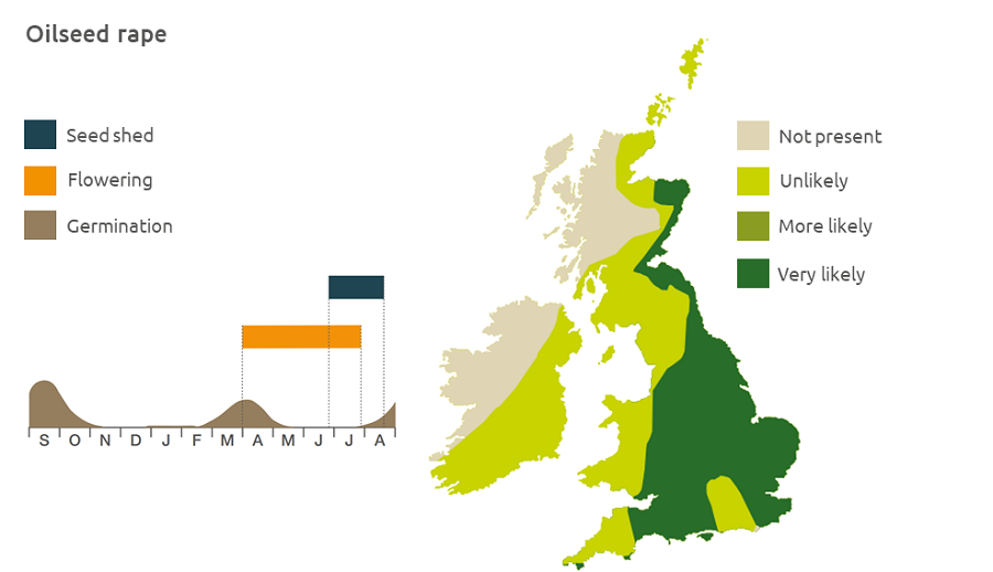 Distribution and biology of volunteer oilseed rape weeds in the UK | AHDB