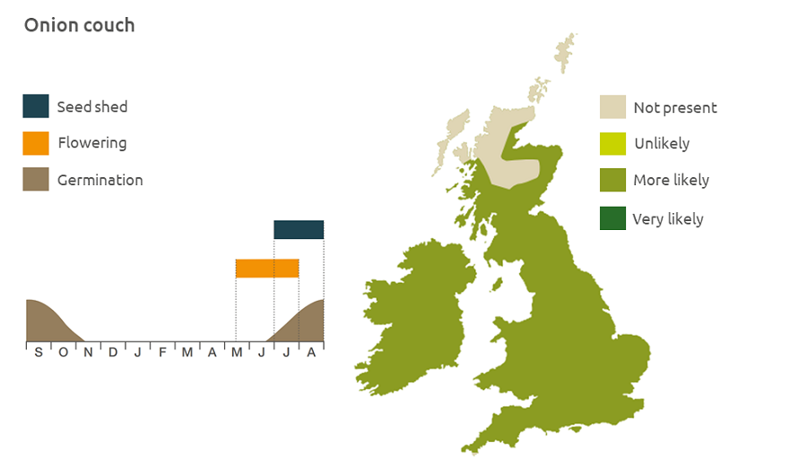Distribution and biology of onion couch in the UK | AHDB