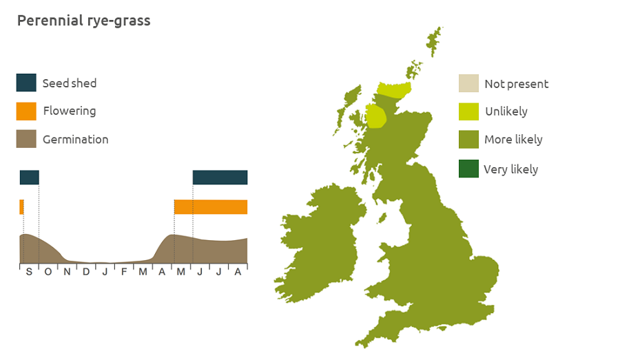 Distribution and biology of perennial rye-grass in the UK | AHDB