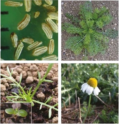 Distribution and biology of scented mayweed in the UK | AHDB