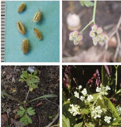 Distribution and biology of spreading hedge-parsley in the UK | AHDB