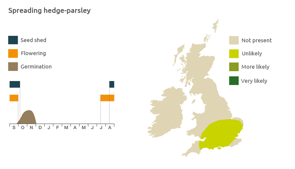 Distribution and biology of spreading hedge-parsley in the UK | AHDB