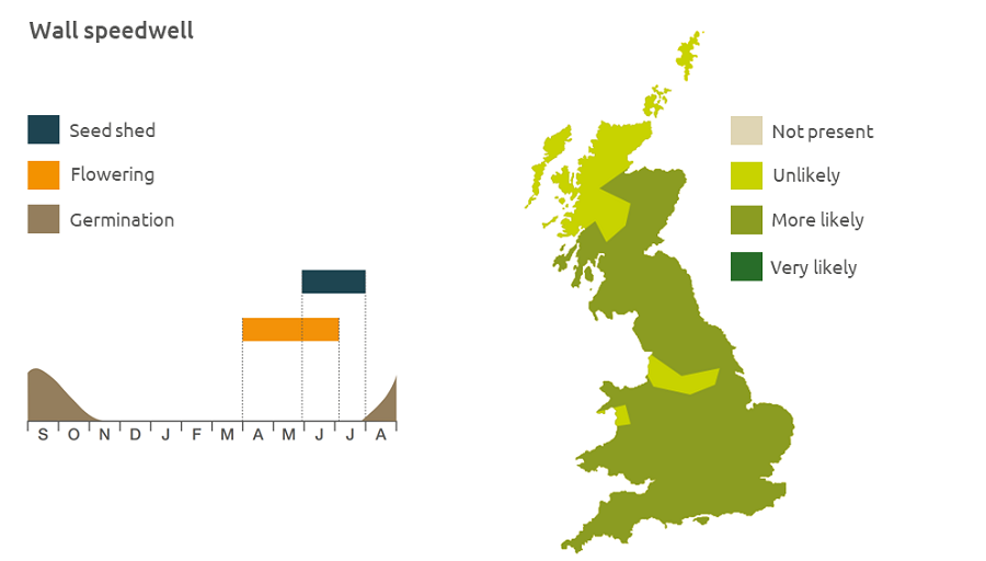 Distribution and biology of wall speedwell in the UK | AHDB