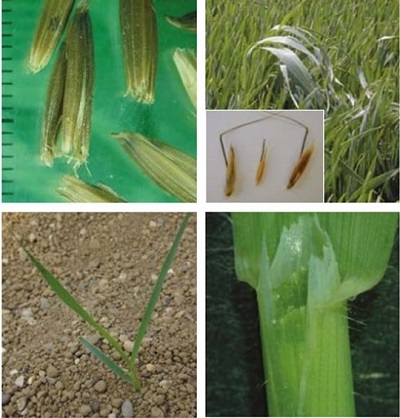 Distribution and biology of winter wild-oat in the UK | AHDB