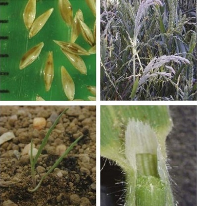 Distribution and biology of Yorkshire-fog weeds in the UK | AHDB