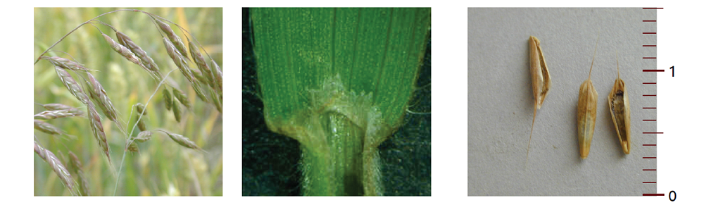 Arable weeds: Which brome species is in your field? | AHDB