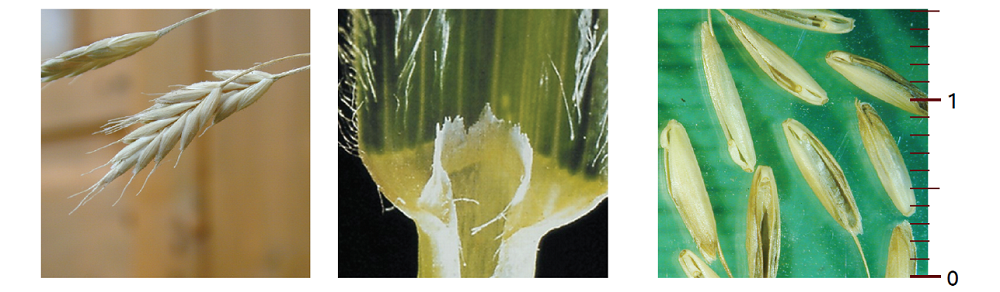 Arable weeds: Which brome species is in your field? | AHDB