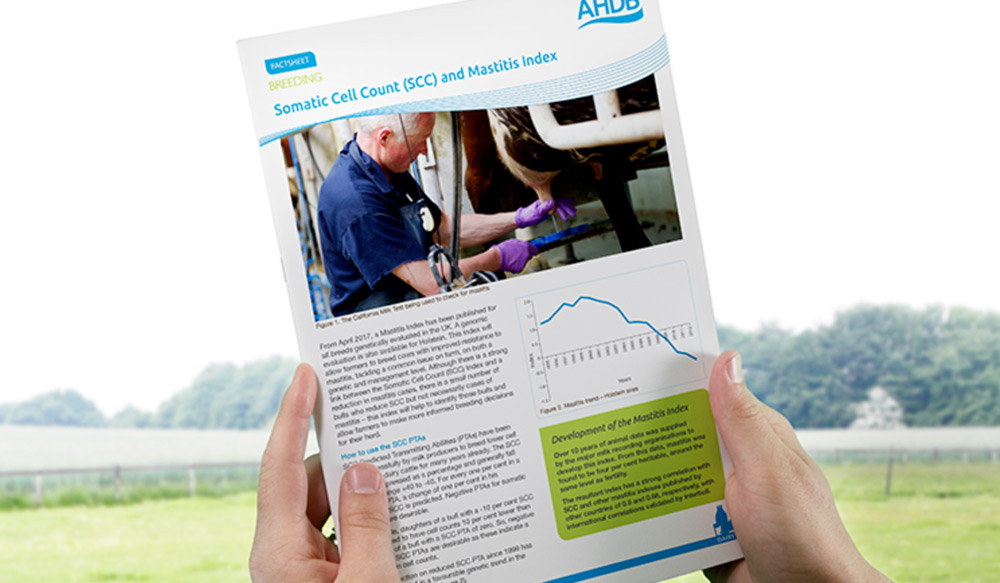 Somatic Cell Count, an indicator of milk quality | AHDB