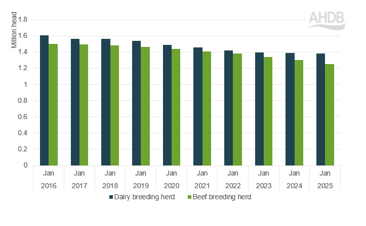 GB cattle populations fall for the tenth consecutive year | AHDB