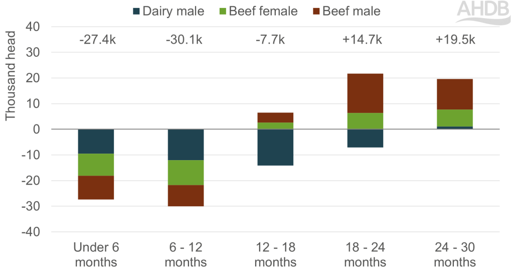 Beef market update: BCMS data continues to point to longer term supply ...