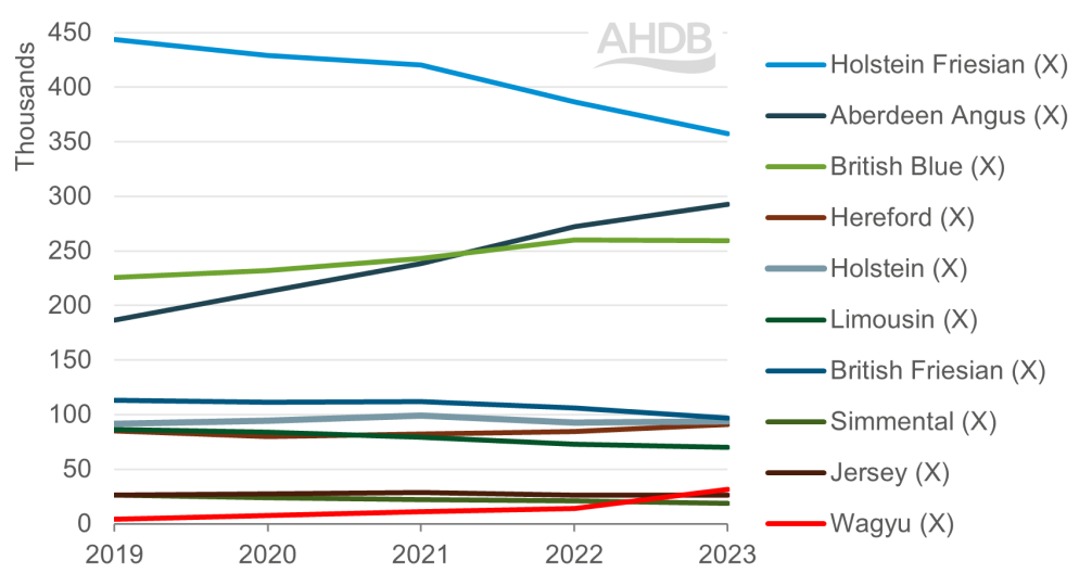 How much beef is produced from the GB dairy herd? | AHDB